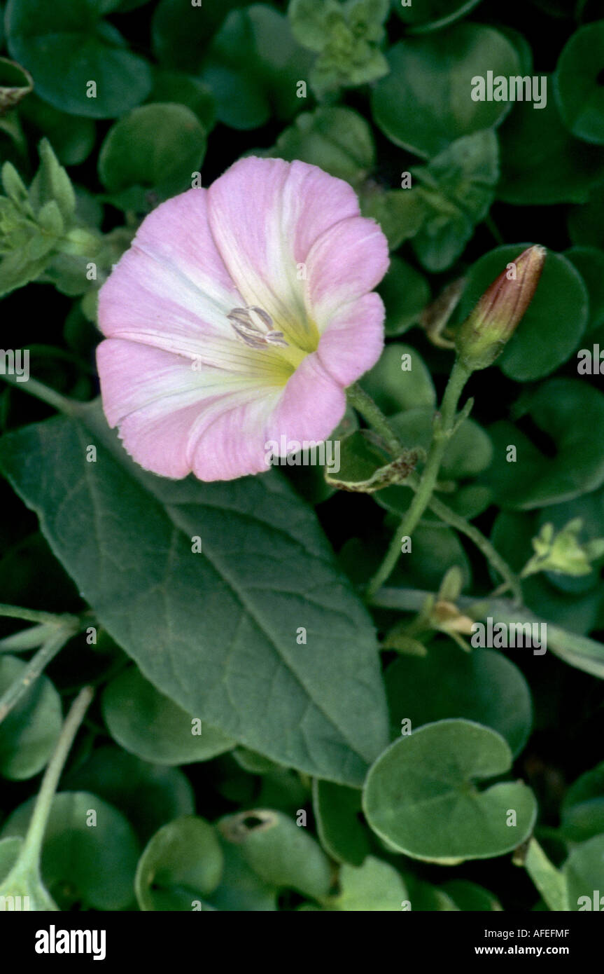 Convolvulus arvensis - Field Bindweed Stock Photo - Alamy
