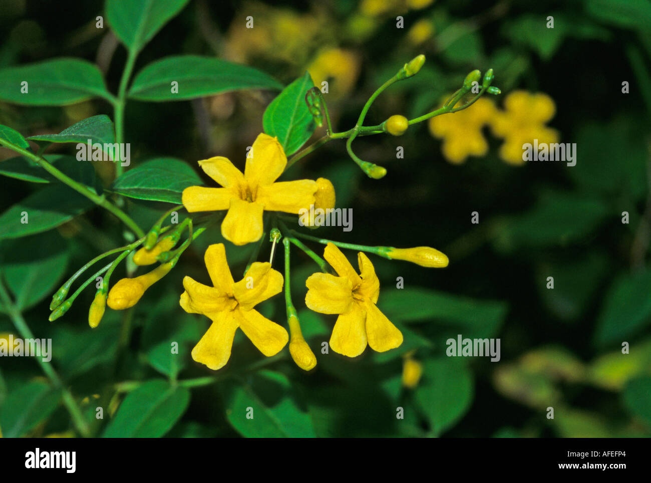Jasminum humile - yellow jasmin - gelsomino giallo Stock Photo - Alamy