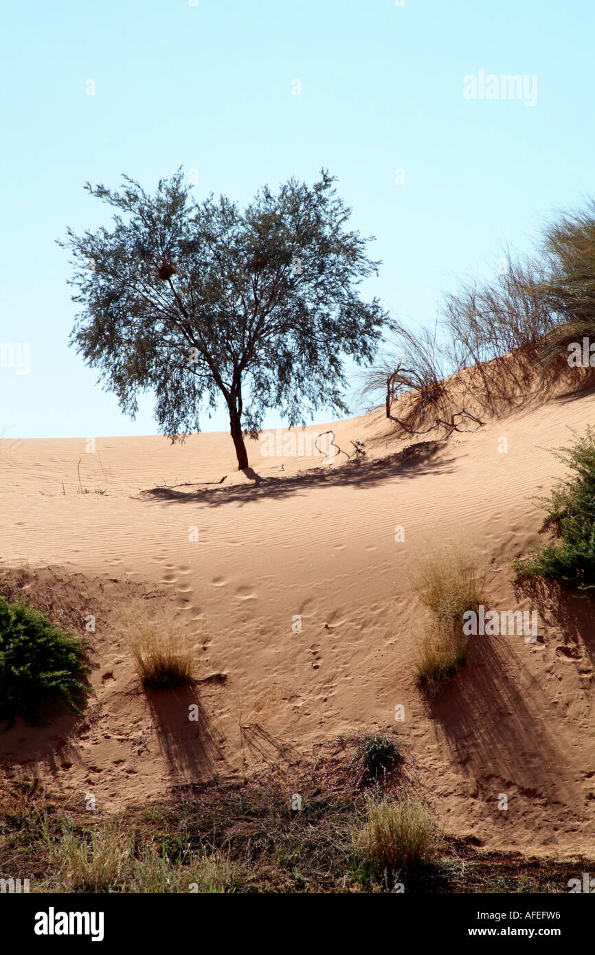 Kalahari Transfrontier National Park South Africa RSA. Tree on sand ...