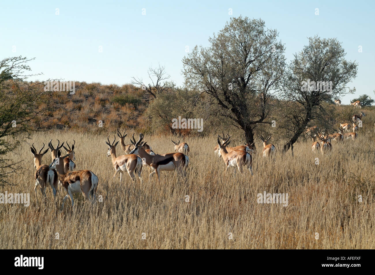 Herd of Springbok in the savanna. Kalahari Transfrontier National Park ...