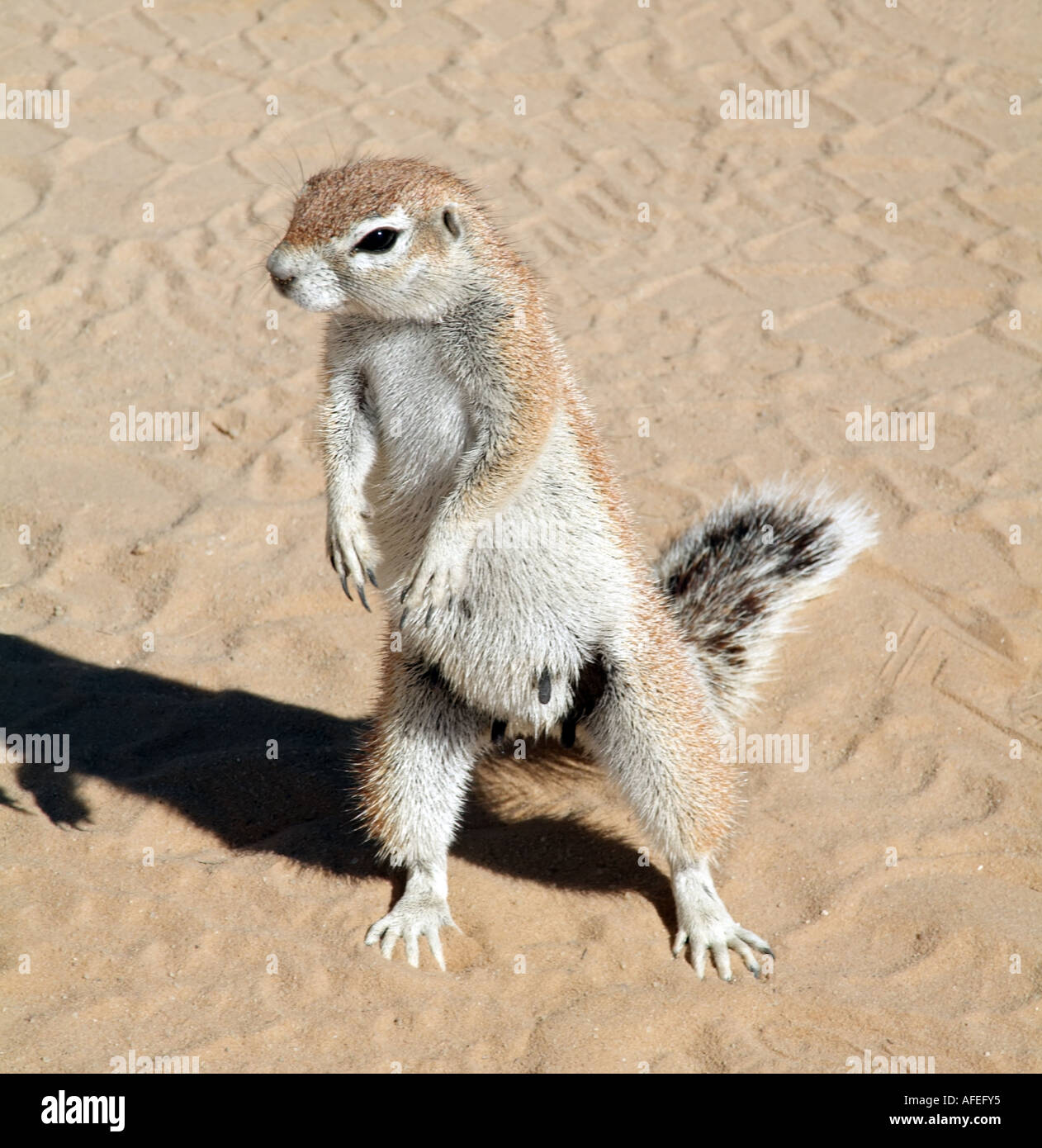 Ground Squirrel. Xerus inauris. Kalahari Transfrontier National Park ...