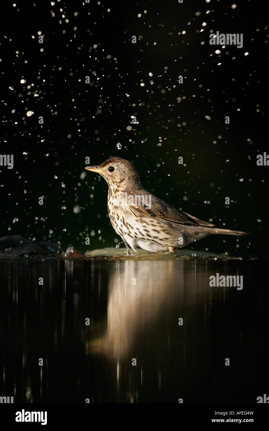Song thrush Turdus philomelos Hungary Stock Photo - Alamy