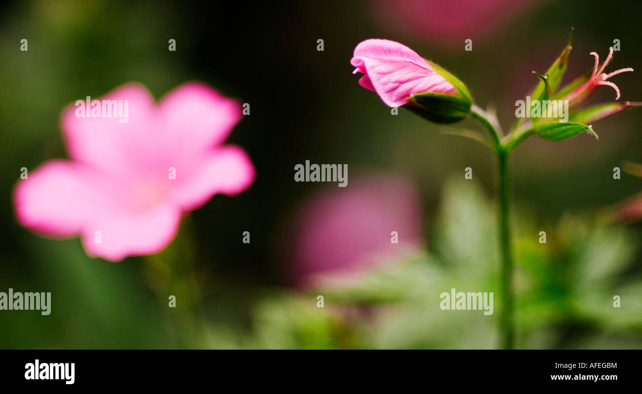 pink flower bud Stock Photo - Alamy