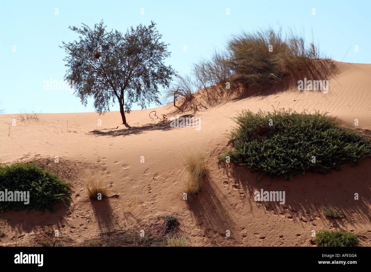 Kalahari Transfrontier National Park South Africa. Sand dunes and ...