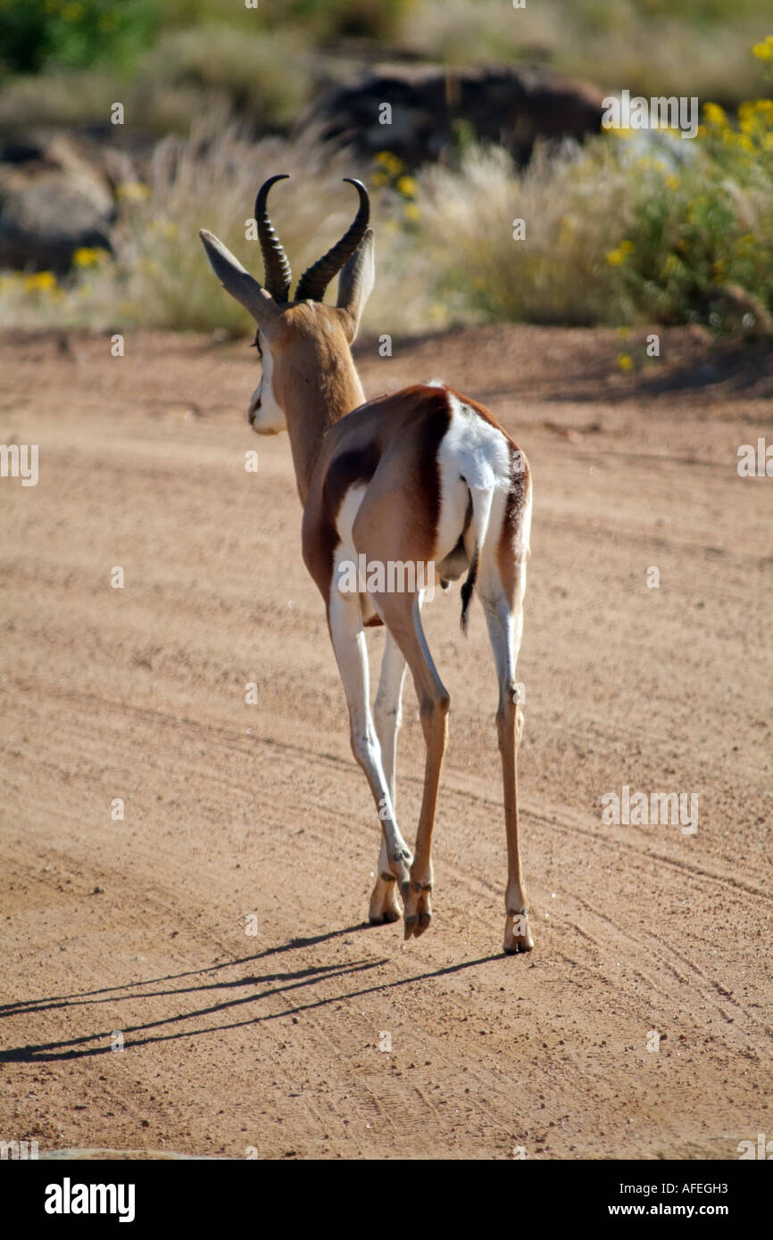 Springbok. Kalahari South Africa RSA Stock Photo - Alamy