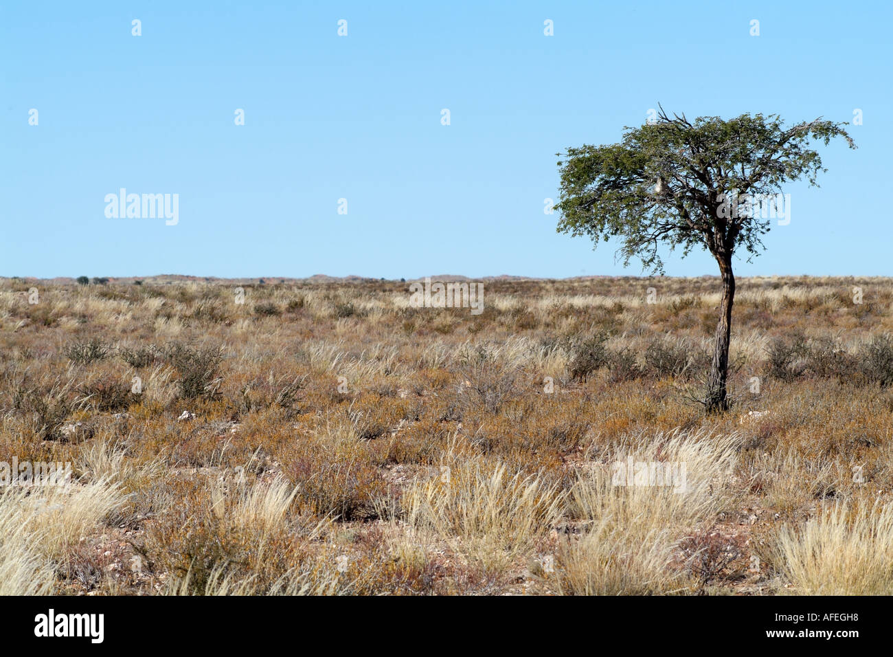 The semi arid desert region of the Kalahari South Africa RSA Stock ...