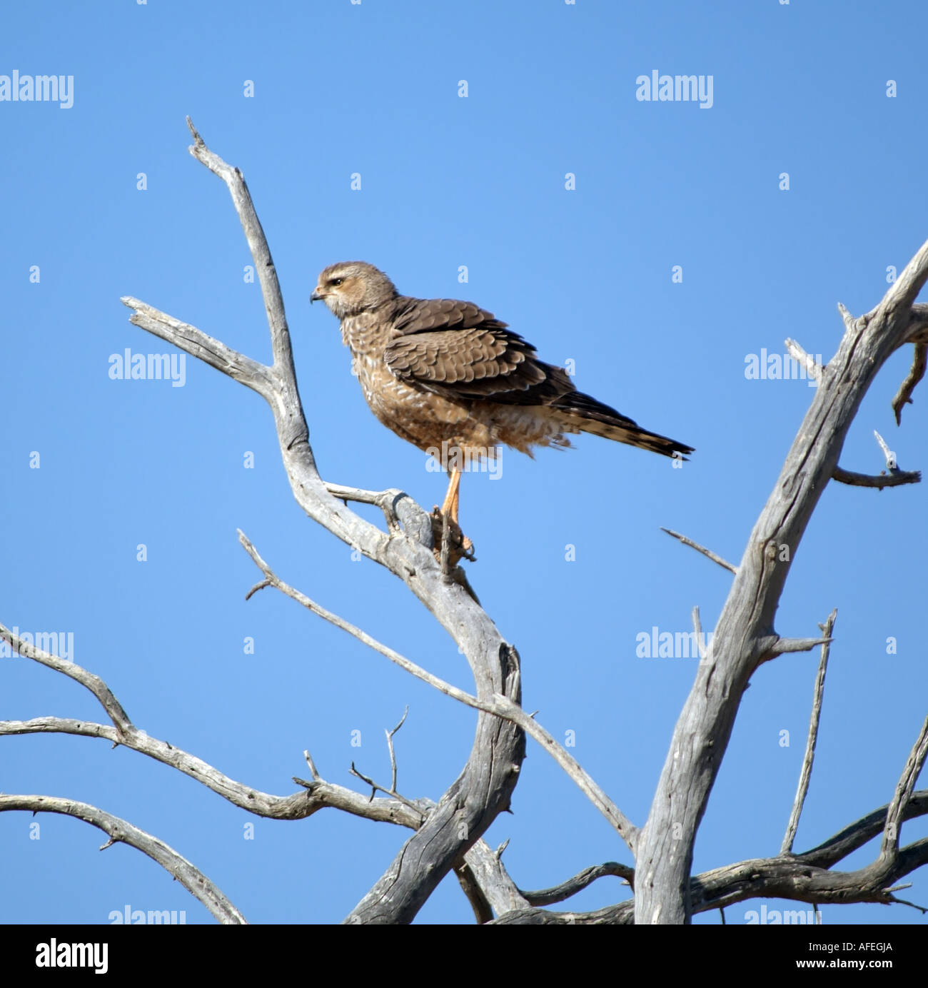 Greater Kestrel. Falco rupicoloides. The kalahari Transfrontier ...