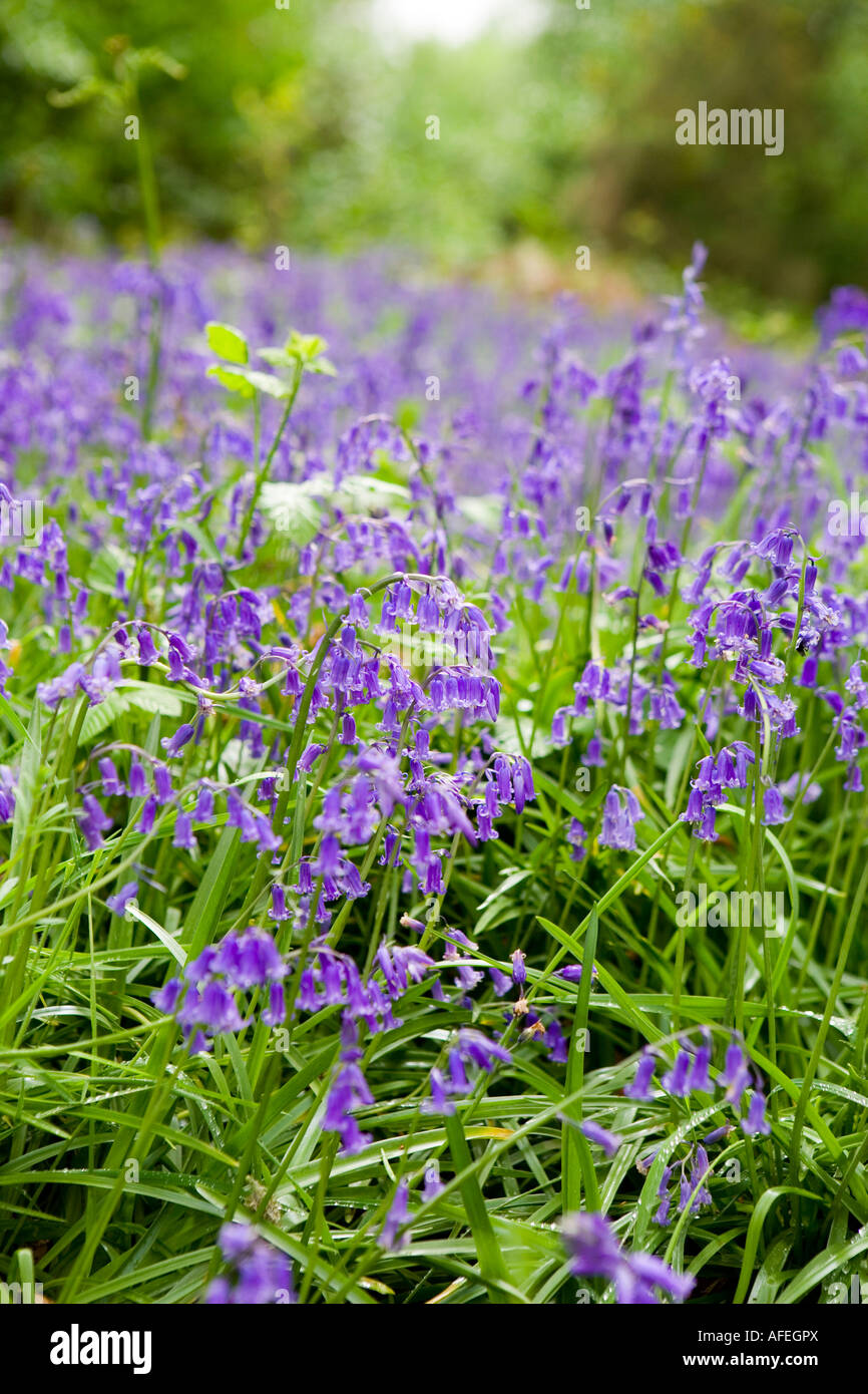English bluebells in spring Stock Photo - Alamy