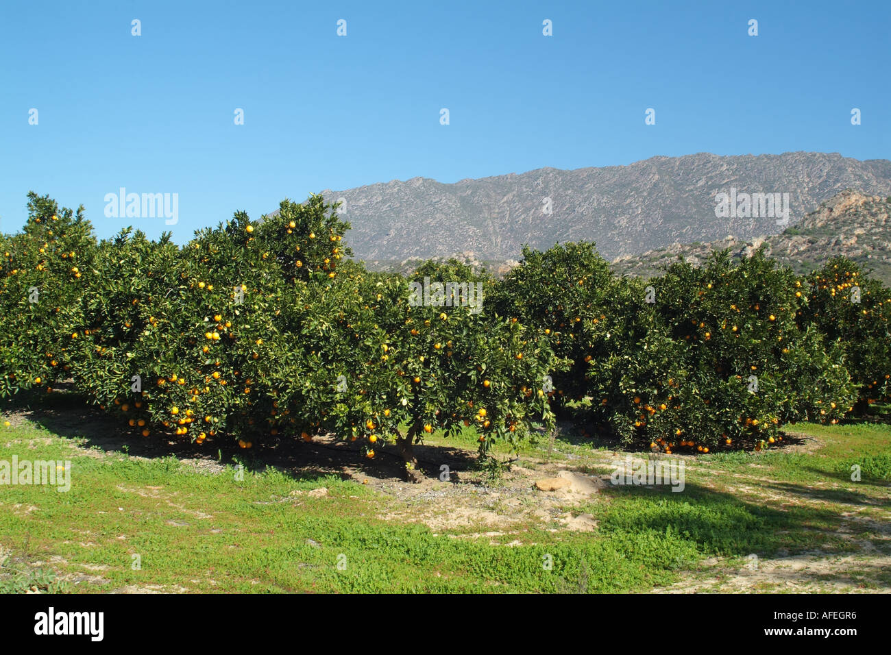 Citrusdal South Africa RSA. Orange Orchards Stock Photo - Alamy