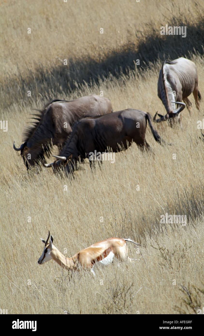Springbok tracks hi-res stock photography and images - Alamy