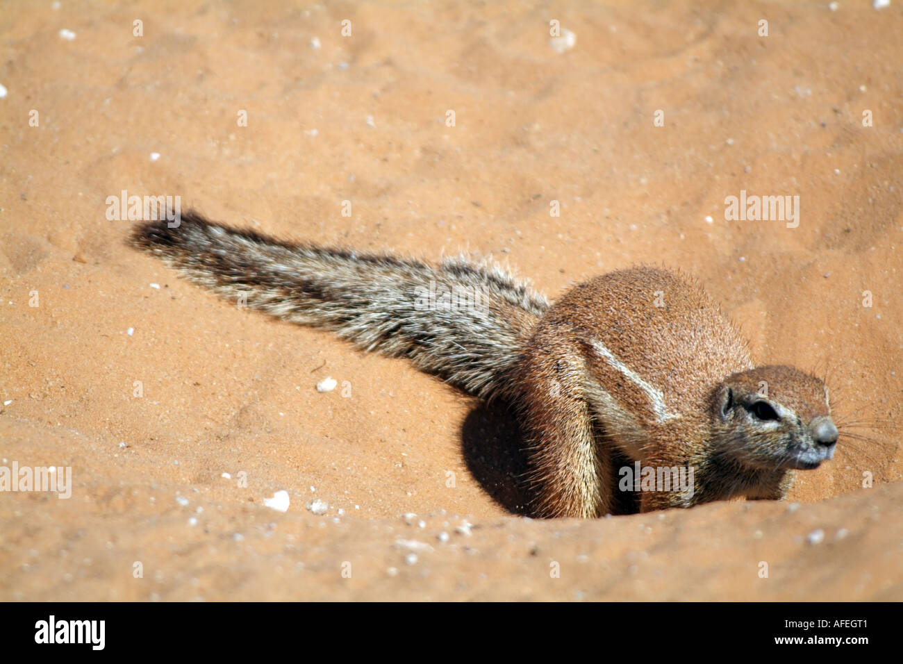 Using claws hi-res stock photography and images - Alamy