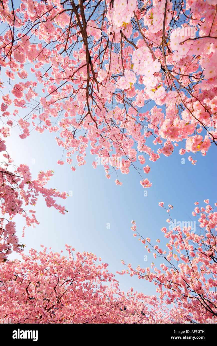cherry tree in blossom against blue sky Stock Photo - Alamy