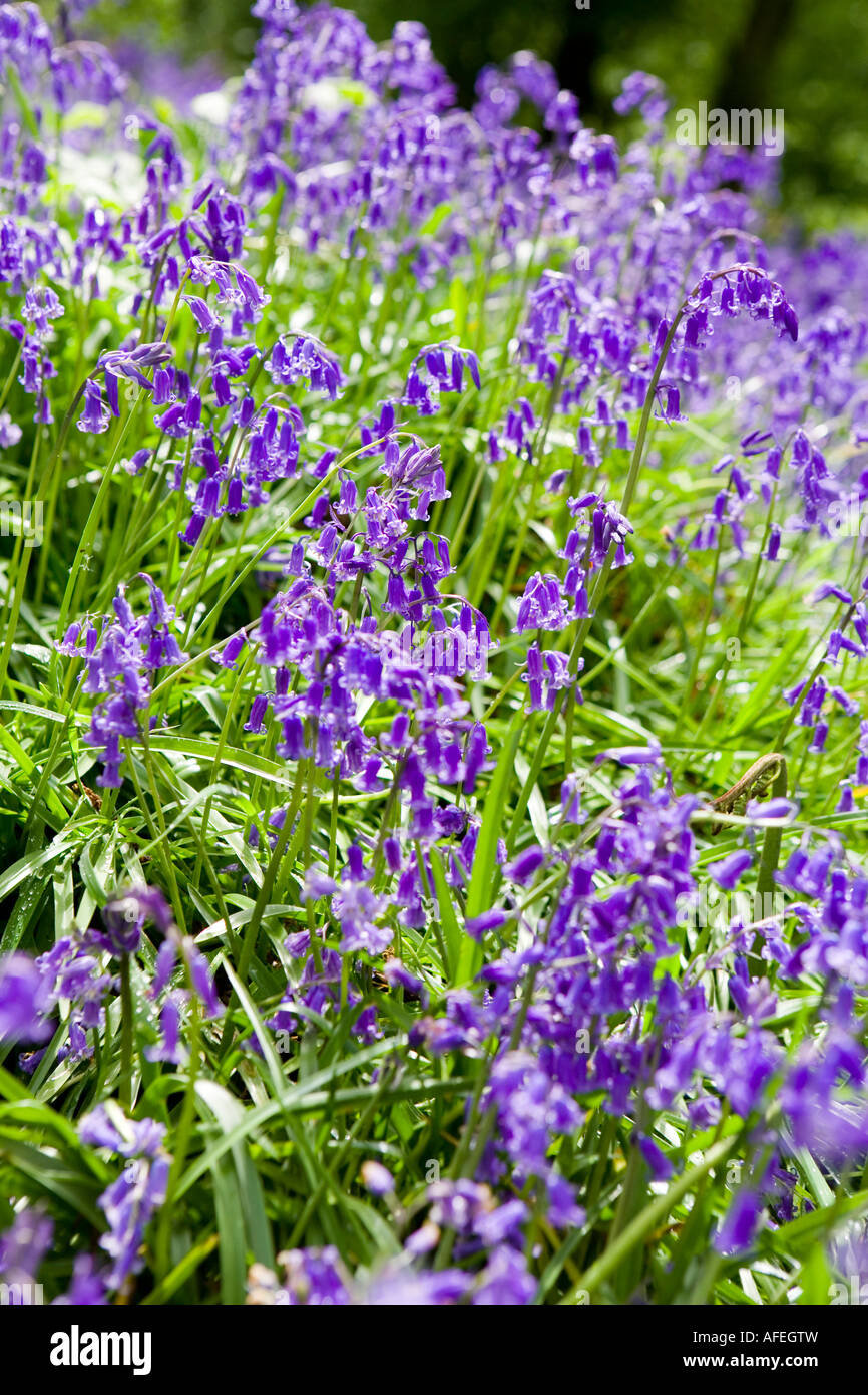 English bluebells in spring Stock Photo - Alamy