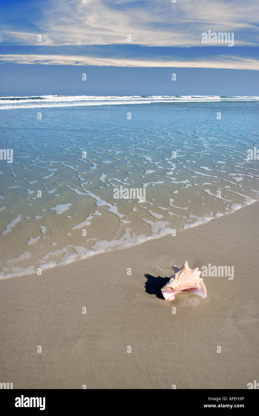 A Conch Shell in the Ocean Surf Stock Photo - Alamy