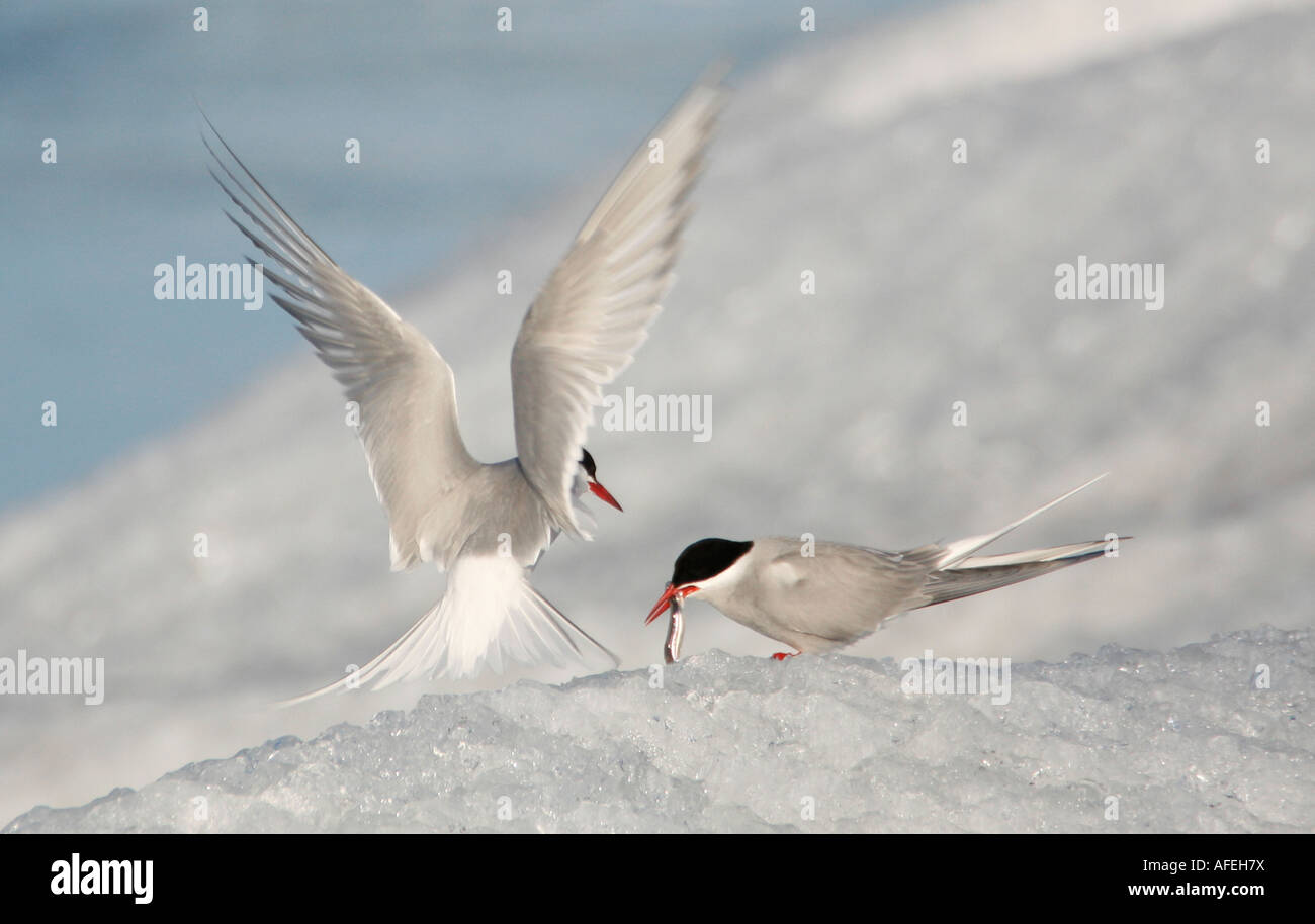 Arctic Tern eating a fish in a mating ritual on glacial ice, Iceland ...