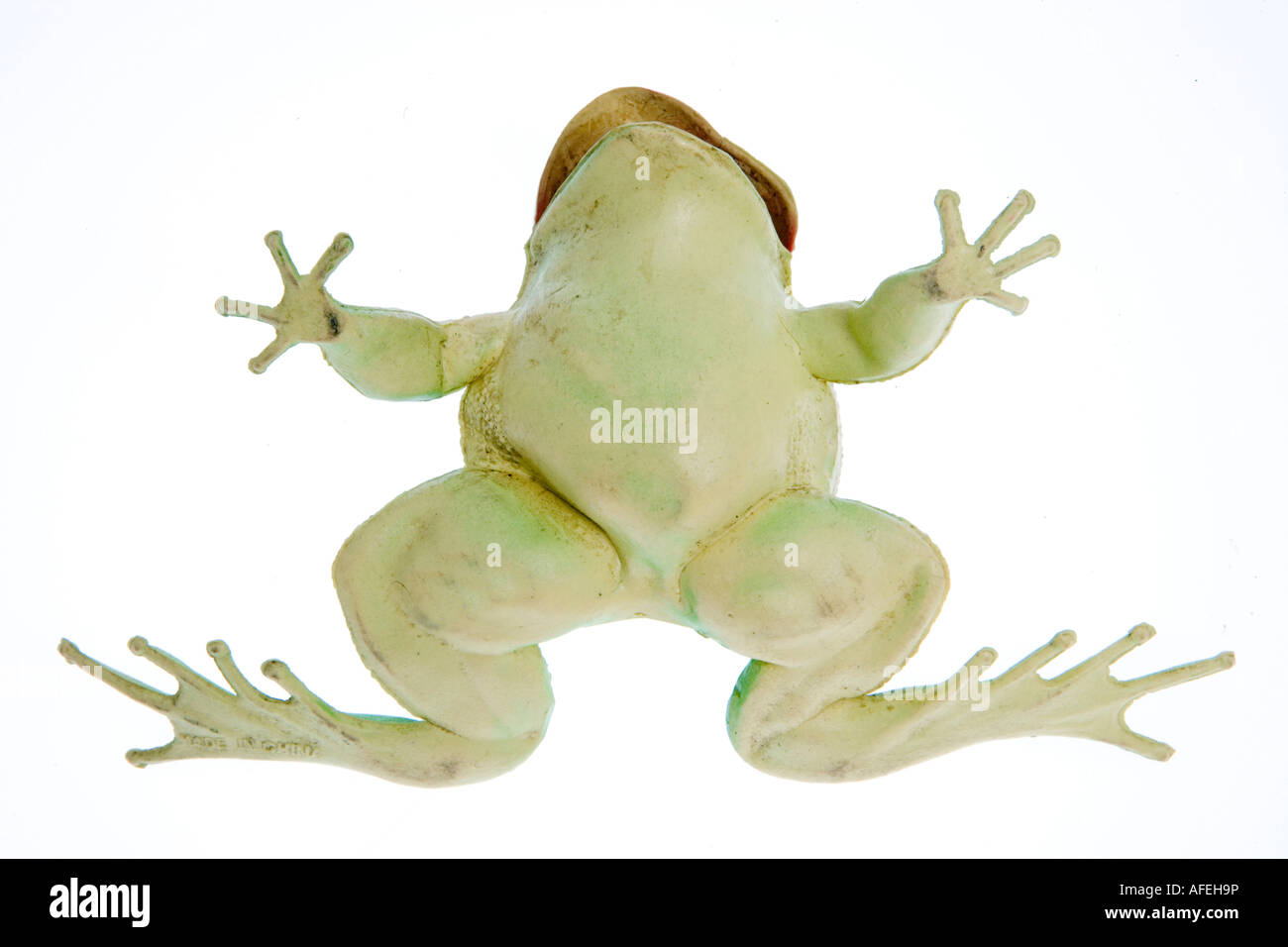 Frog that is up side down Stock Photo - Alamy