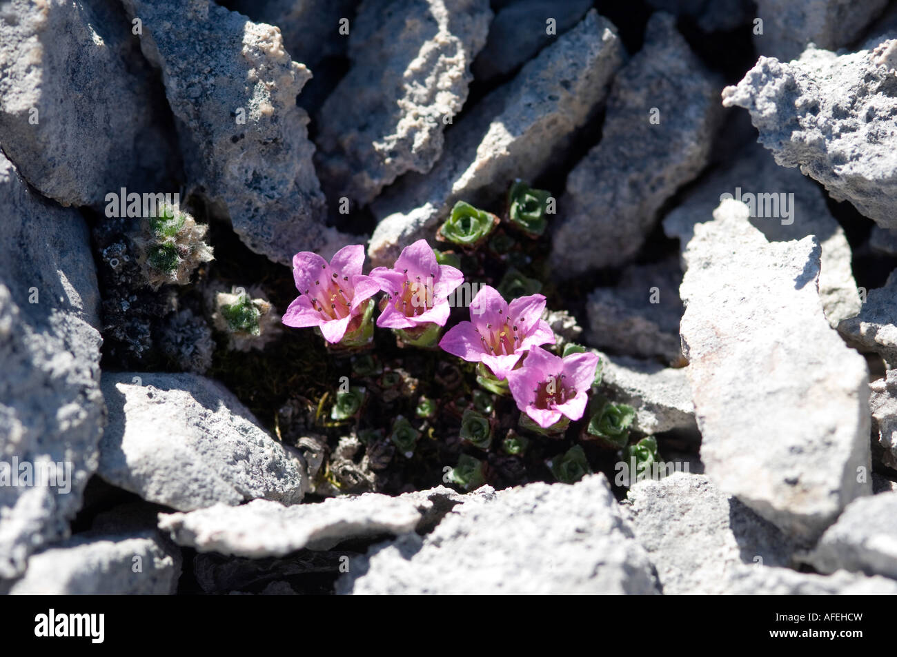 Purple saxifrage nunavut hi-res stock photography and images - Alamy