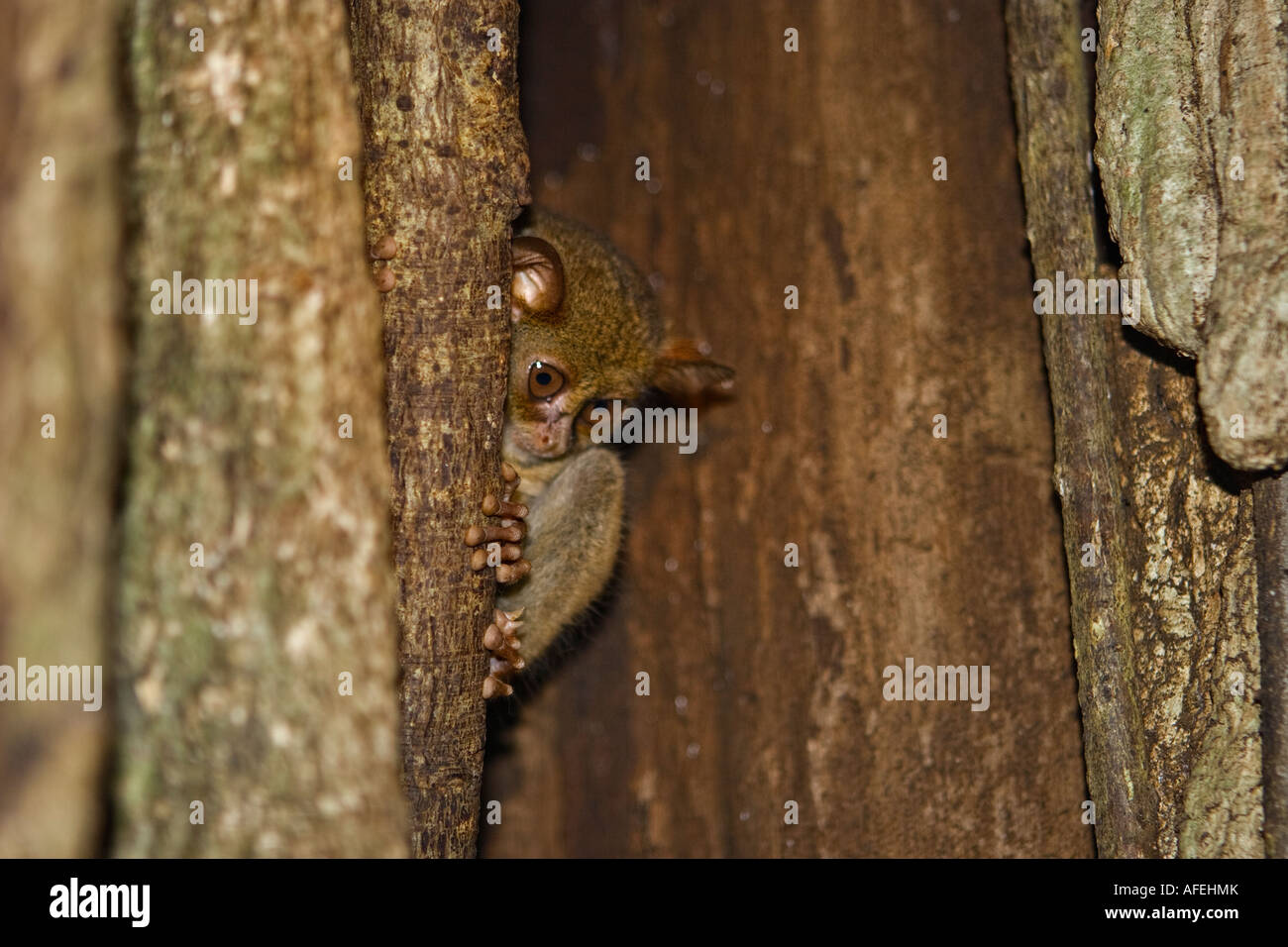Spectral Tarsier (Tarsius spectrum), Tangkoko National Park, Sulawesi ...