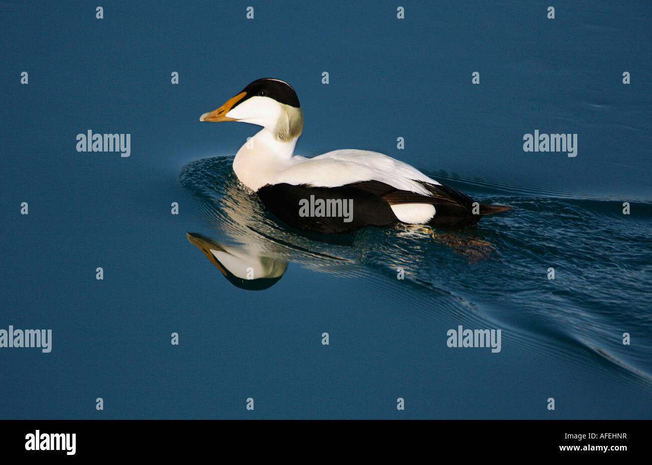 Male Common Eider Duck (Somateria mollissima) in mating plumage in ...