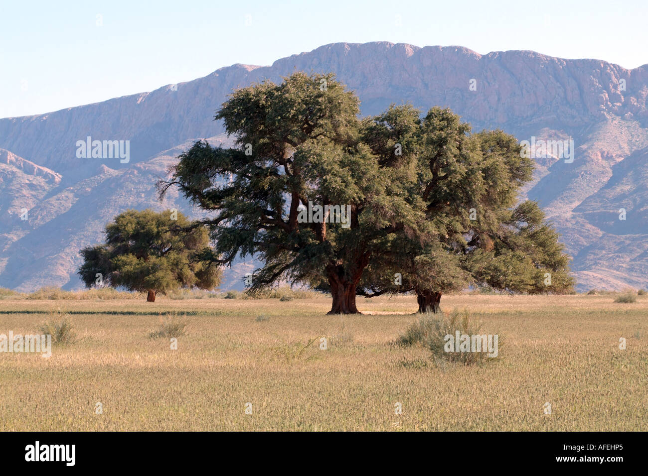 Camelthorn Trees Acacia erioloba. Northern Cape South Africa RSA Stock ...