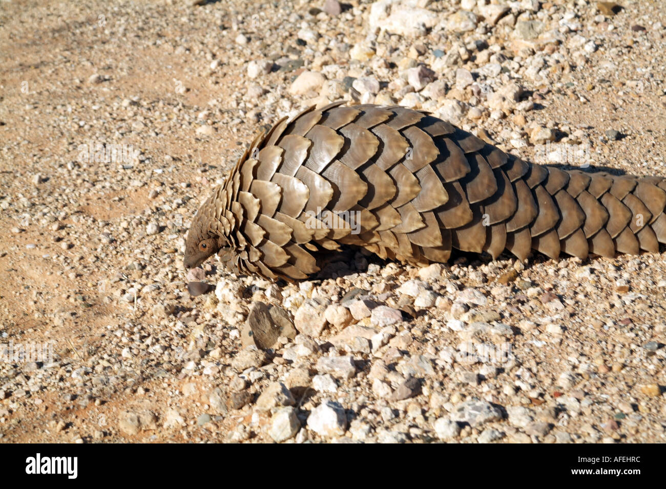 Pangolin. Manis temminckii. Also known as Anteater. Northern Cape South ...