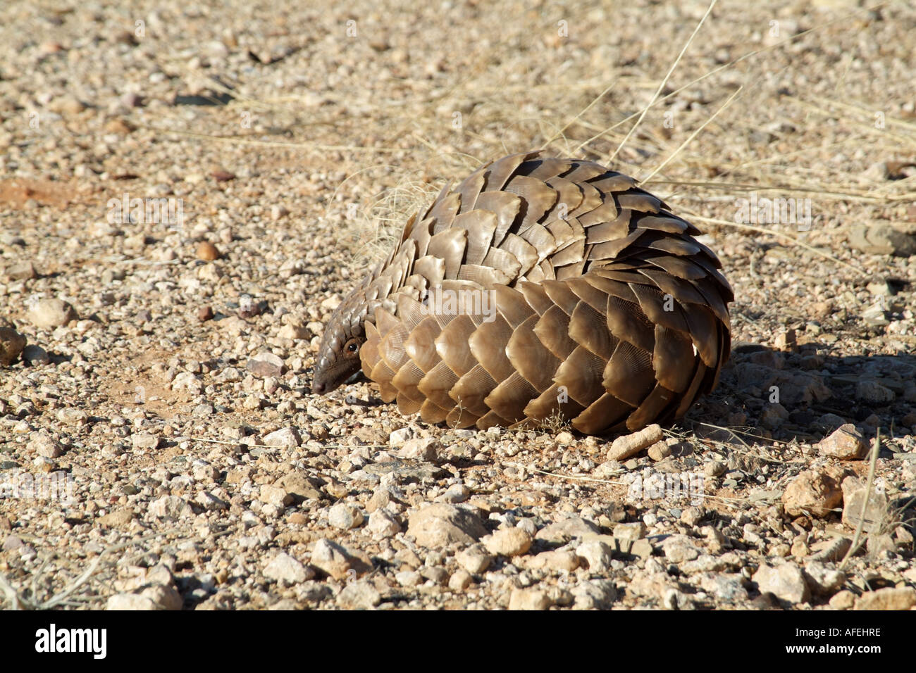 Pangolin. Manis temminckii. Also known as Anteater. Northern Cape South ...