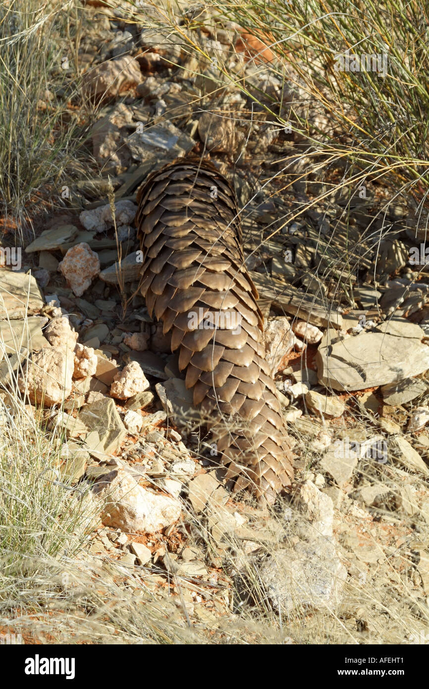 Pangolin. Manis temminckii. Also known as Anteater. Northern Cape South ...