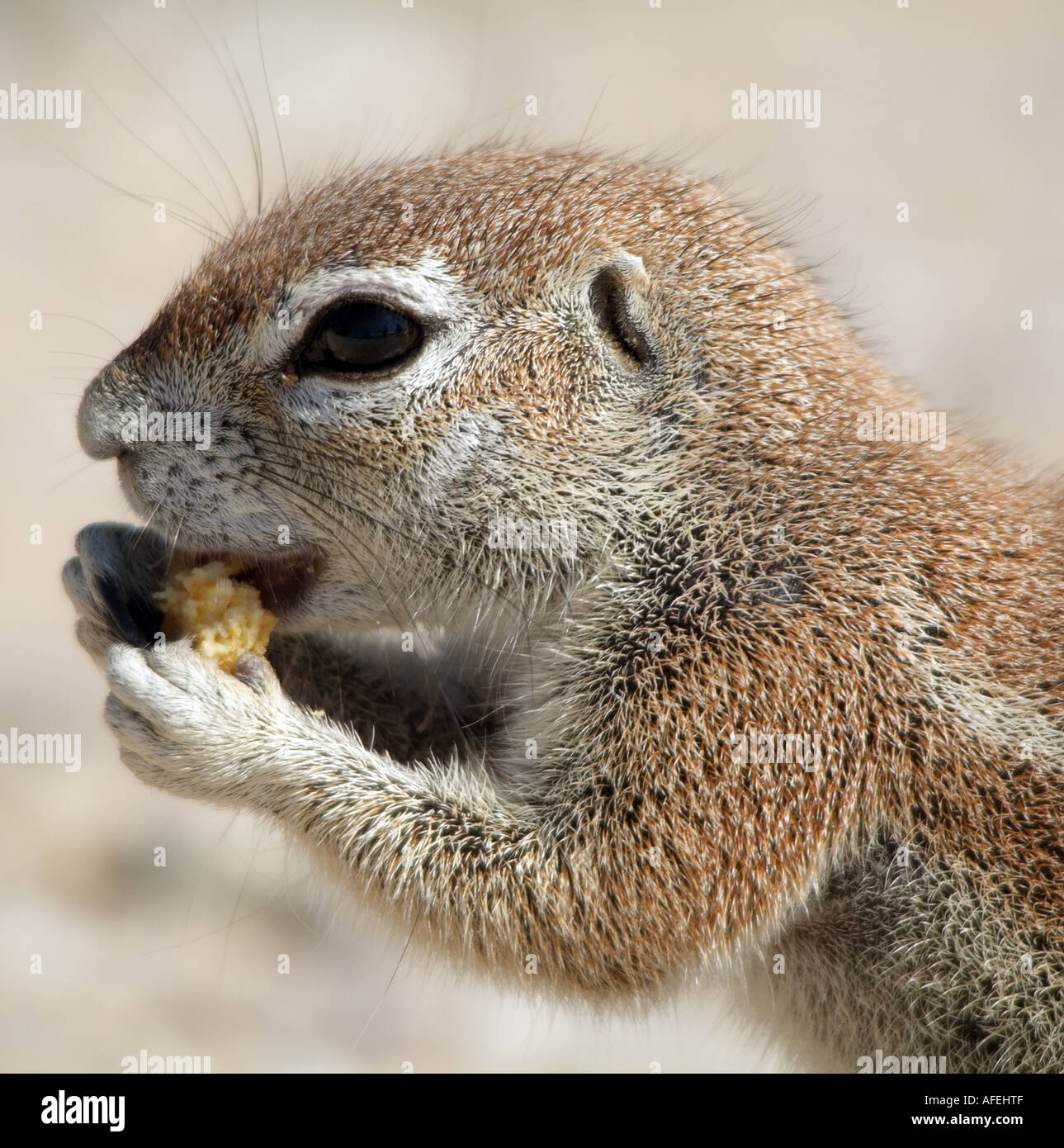 Ground Squirrel. Xerus inauris. Feeding in the Kalahari South Africa ...