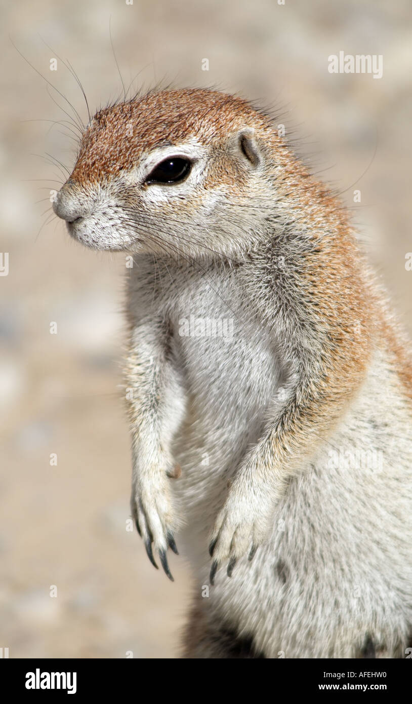 Spotted ground squirrel hi-res stock photography and images - Alamy