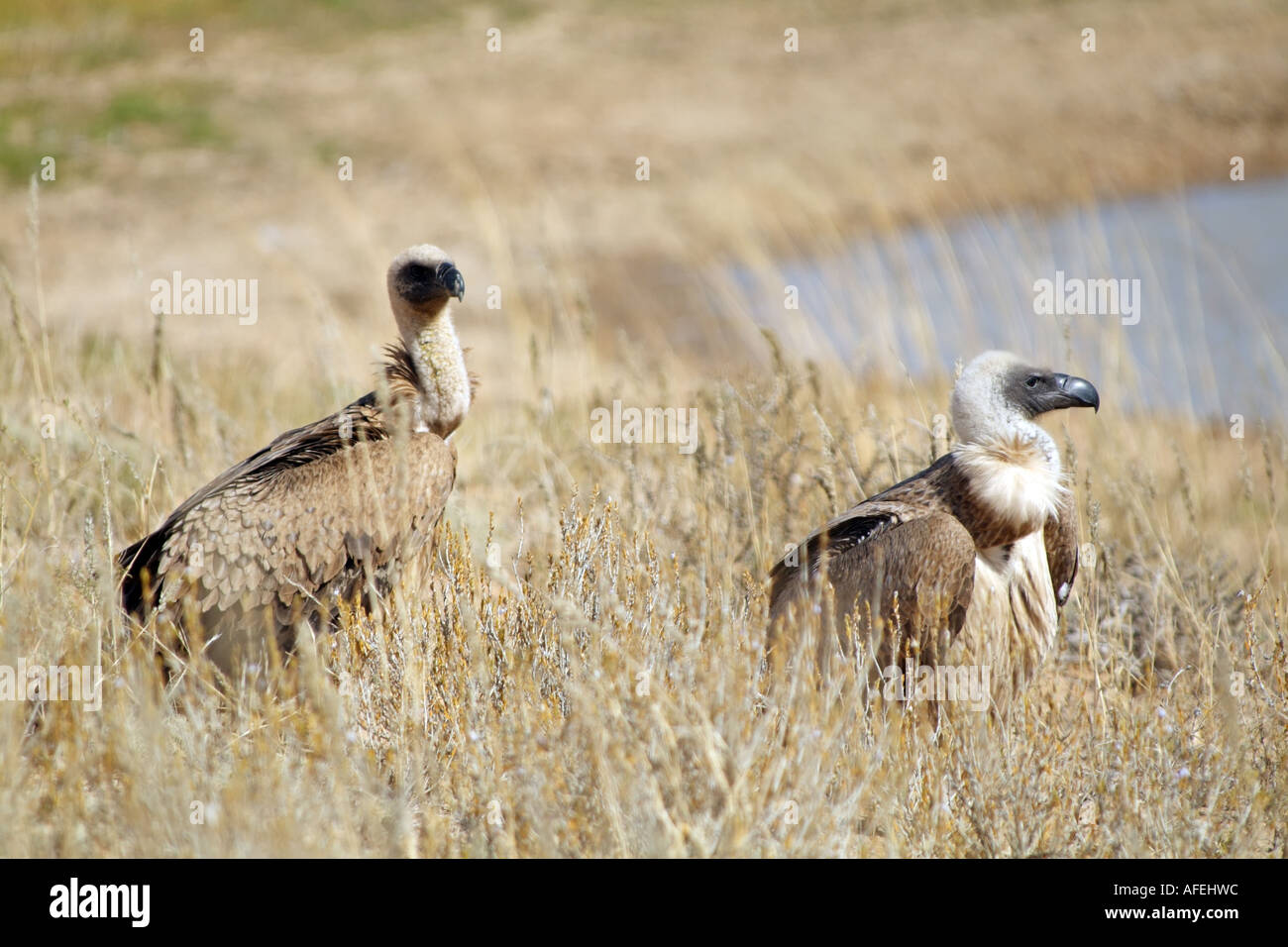 Whitebacked Vultures. Gyps africanus.In the Kalahari grasslands South ...