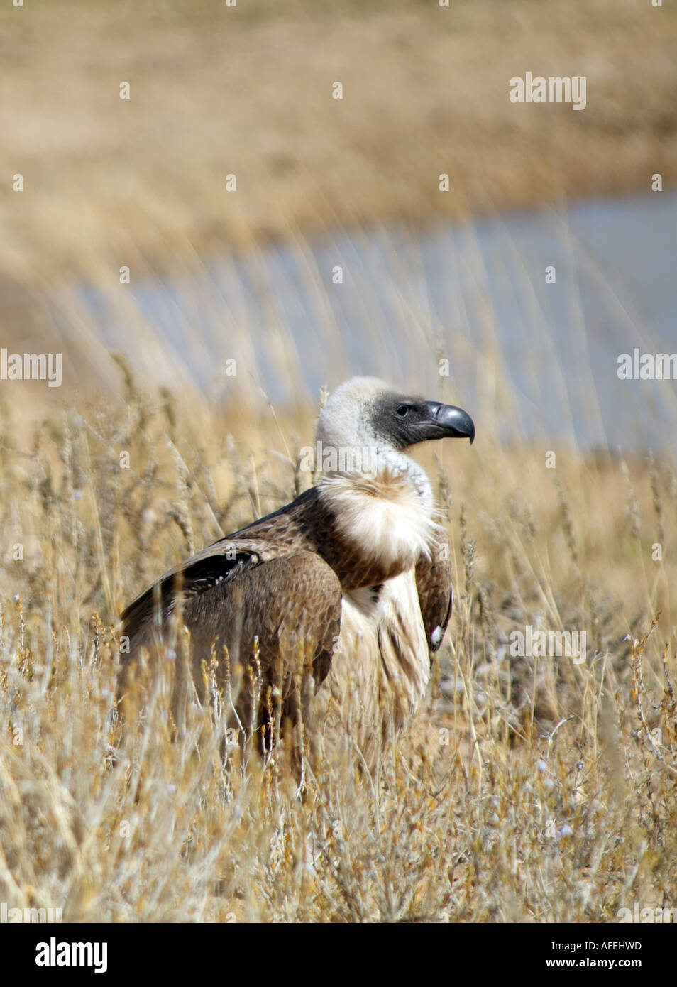 Whitebacked Vulture. Gyps africanus.In the Kalahari grasslands South ...