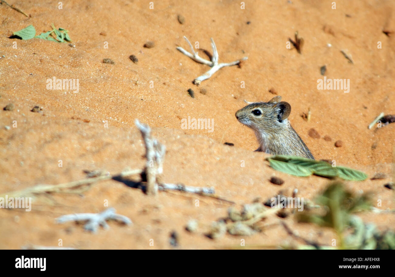 Touring mouse hi-res stock photography and images - Alamy
