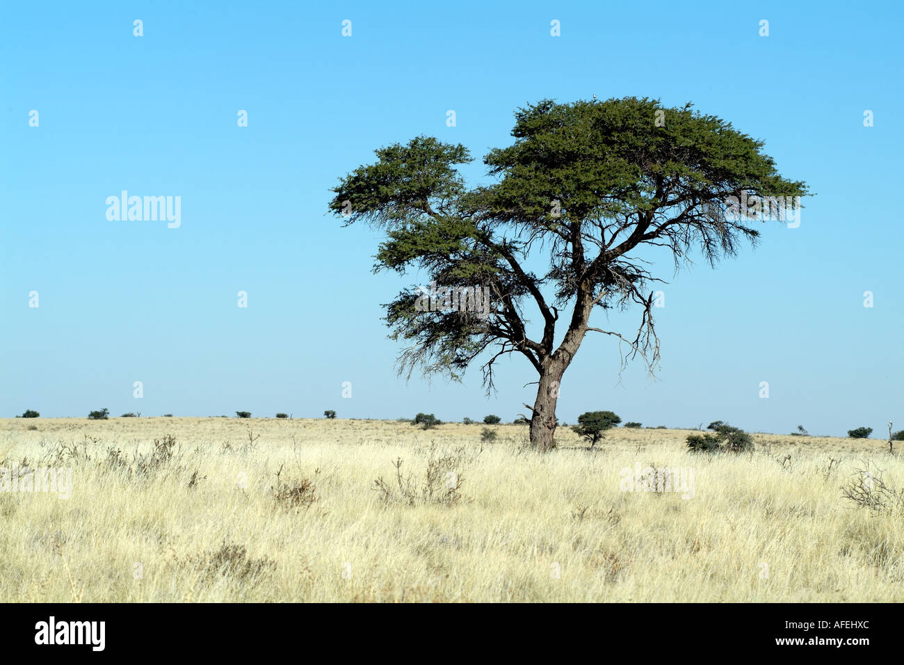 Kalahari Transfrontier National Park South Africa.Camelthorn tree ...