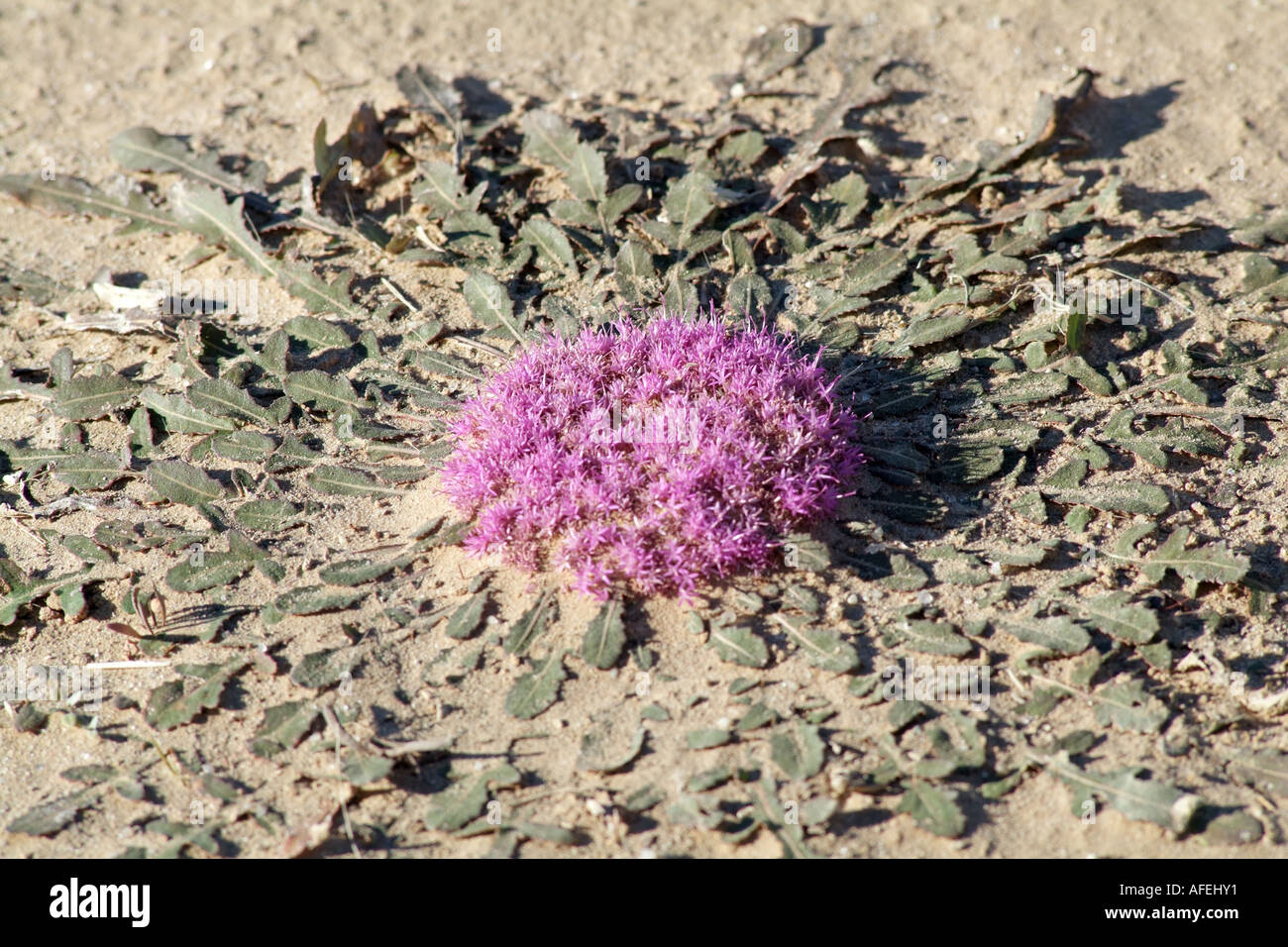 Flower Of The Kalahari Stock Photos & Flower Of The Kalahari Stock ...