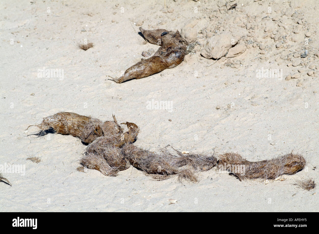 Lion vomit hi-res stock photography and images - Alamy