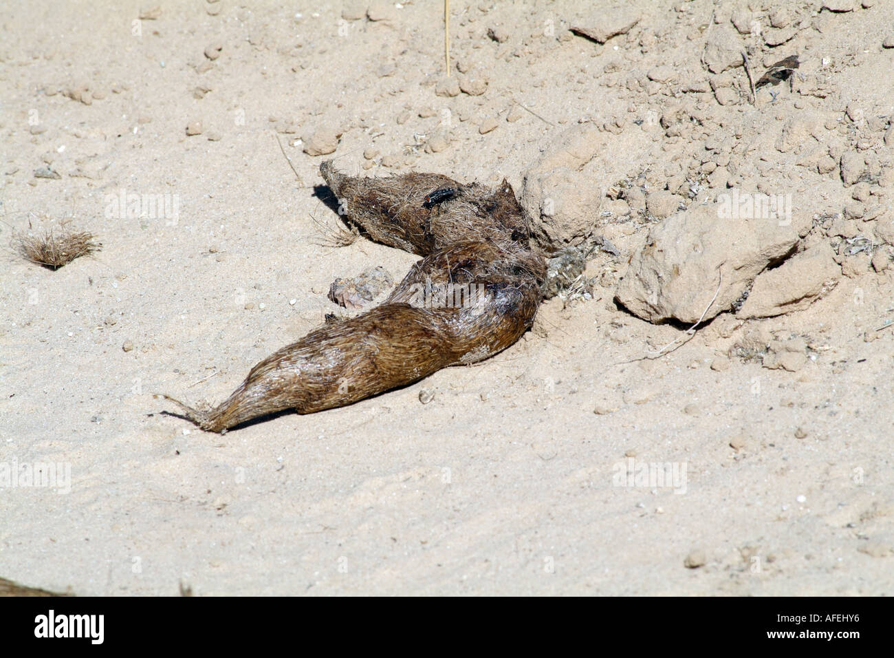 Furball fur ball regurgitated by a Lion lays in the sand. Kalahari ...
