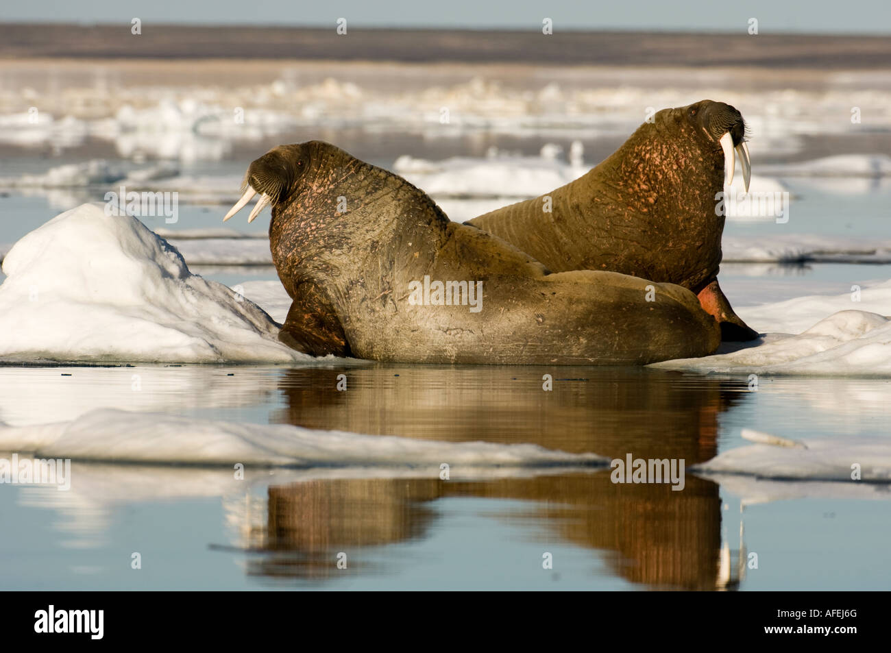 Two male Walruses hauled out and resting on ice floe the animal s skin ...
