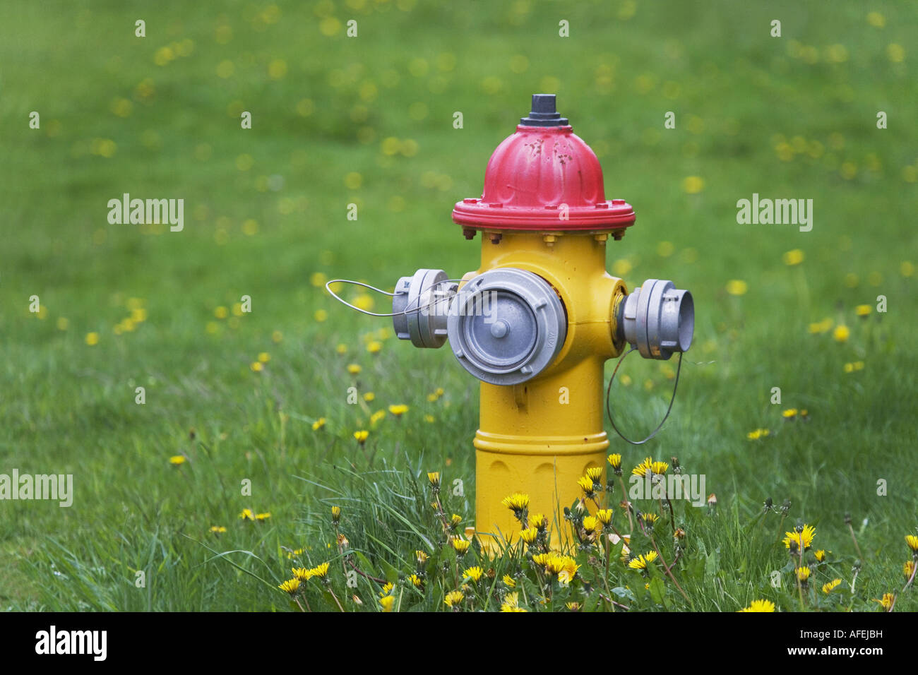 Fire hydrant Reykjavik Iceland Stock Photo - Alamy