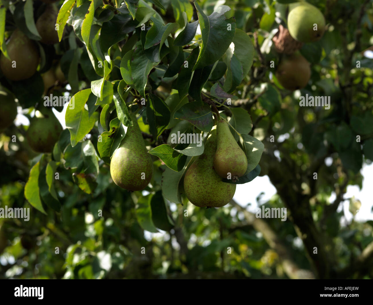 Pears in tree hi-res stock photography and images - Alamy
