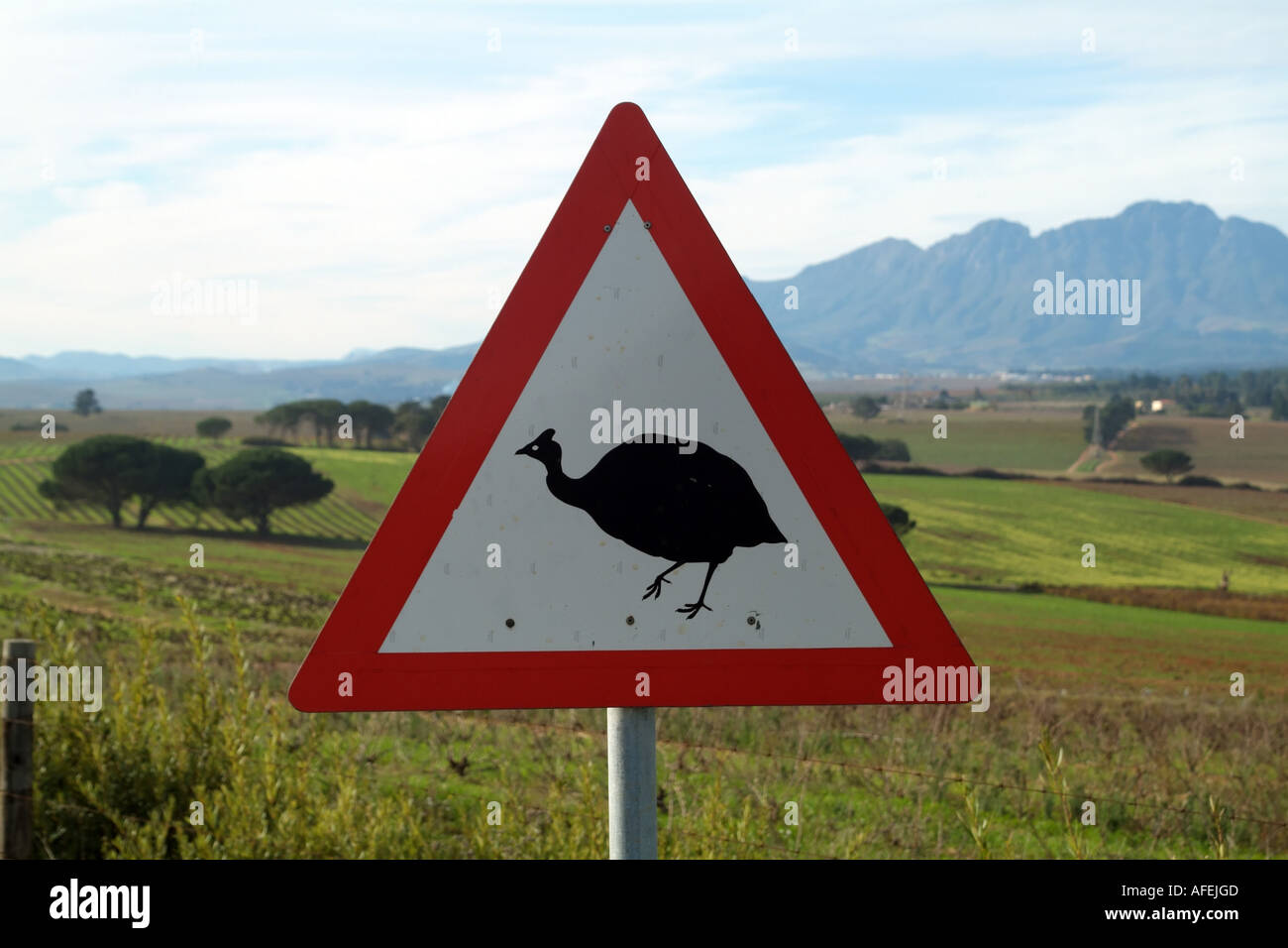 Beware red triangle road sign showing a Guineafowl bird on the highway ...