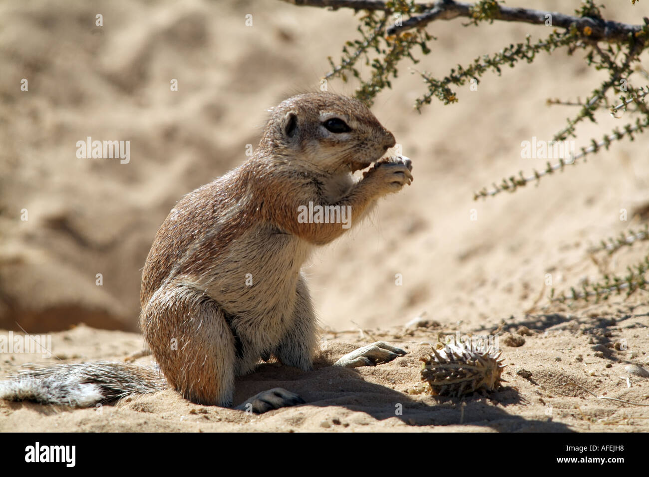 Ground Squirrel. Xerus inauris. In the Kalahari South Africa RSA Stock ...