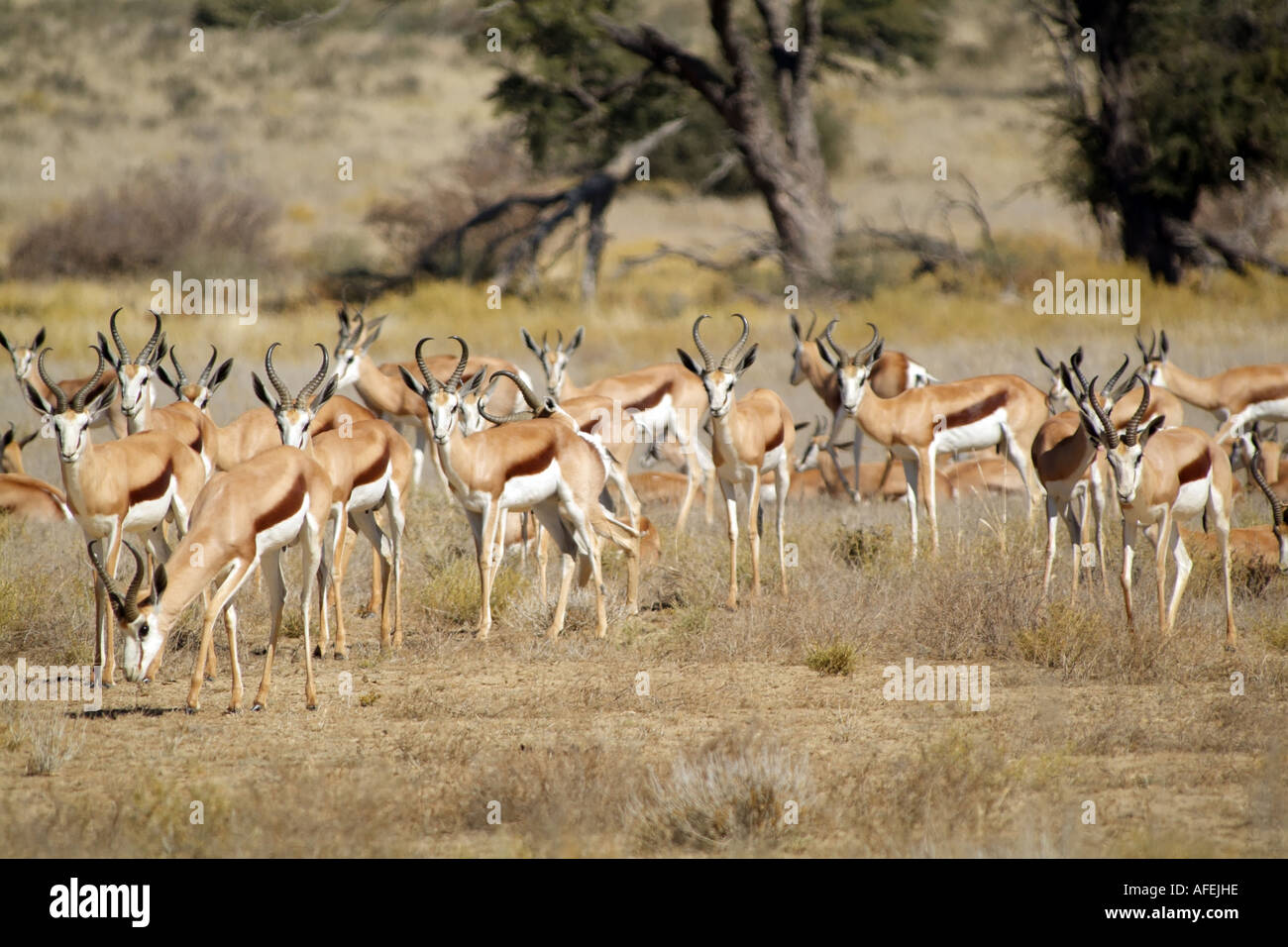 Springbok. Antidorcus marsupialis. Herd grazing in the Kalahari ...