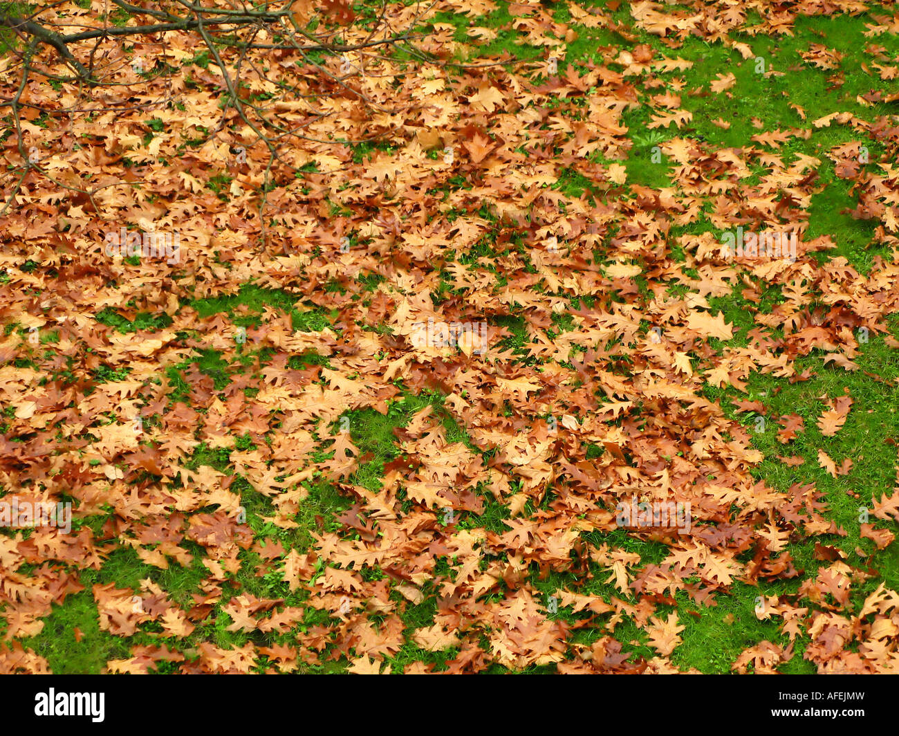 Dead leaves of Northern Red Oak tree Stock Photo - Alamy