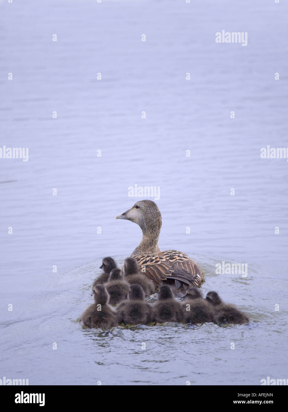 Eider Ducks mother with ducklings Iceland Stock Photo - Alamy