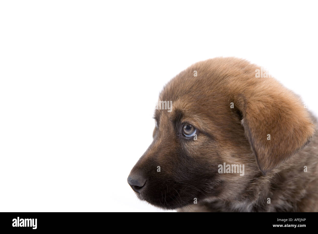 brown puppy dog looking left Stock Photo - Alamy