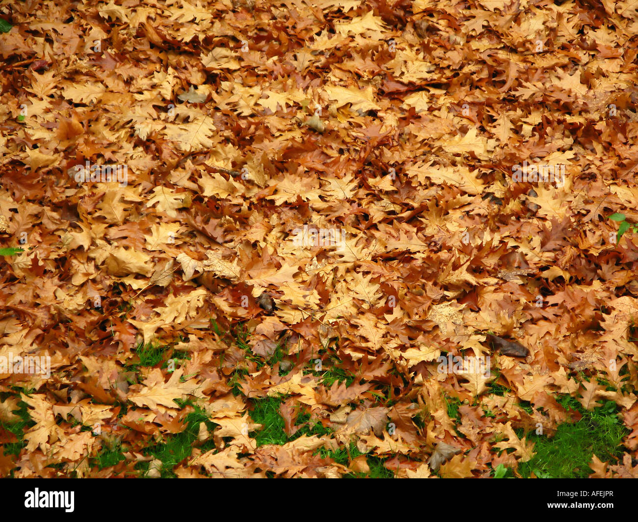 Quercus rubra dead leaves hi-res stock photography and images - Alamy
