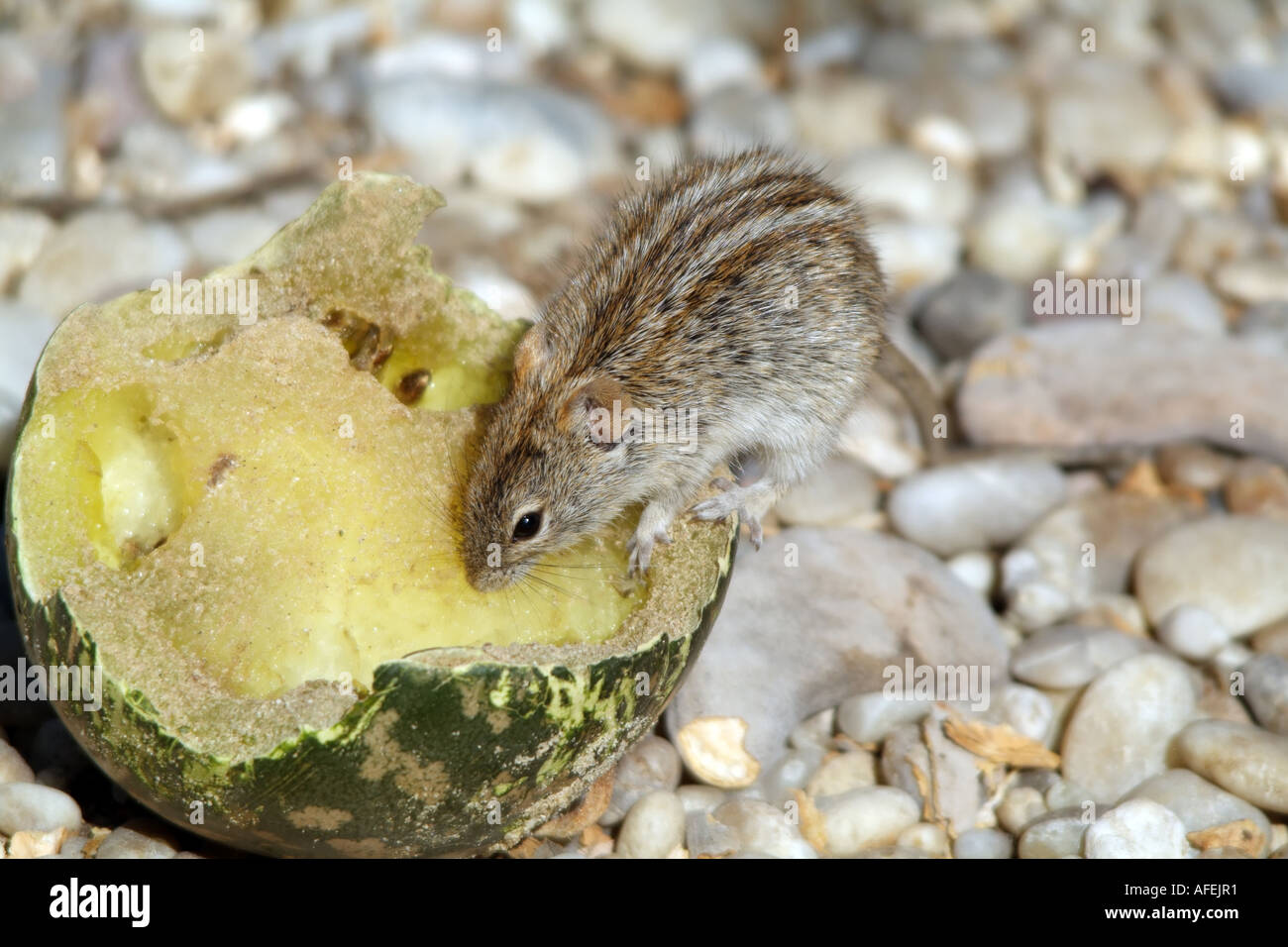 Striped Mouse. Rhabdomys pumilio eating Tsamma Melon Citrullus lanatus ...