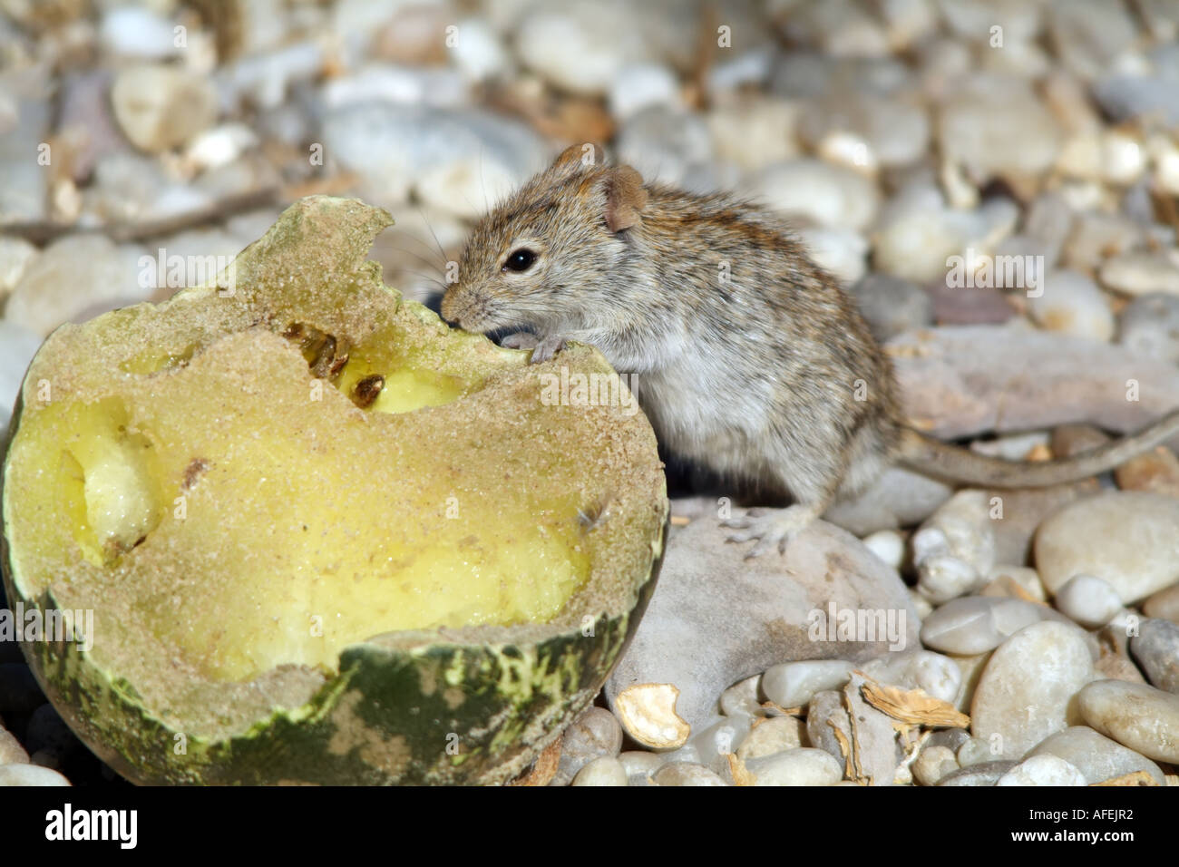Kalahari melon hi-res stock photography and images - Alamy