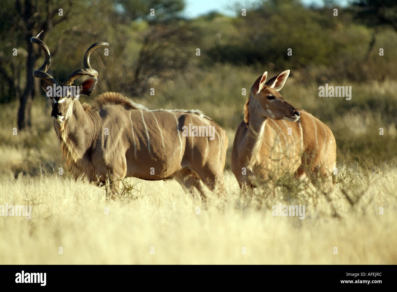 Kudu bull and ewe. Tragelaphus strepsiceros in the grasslands of the ...