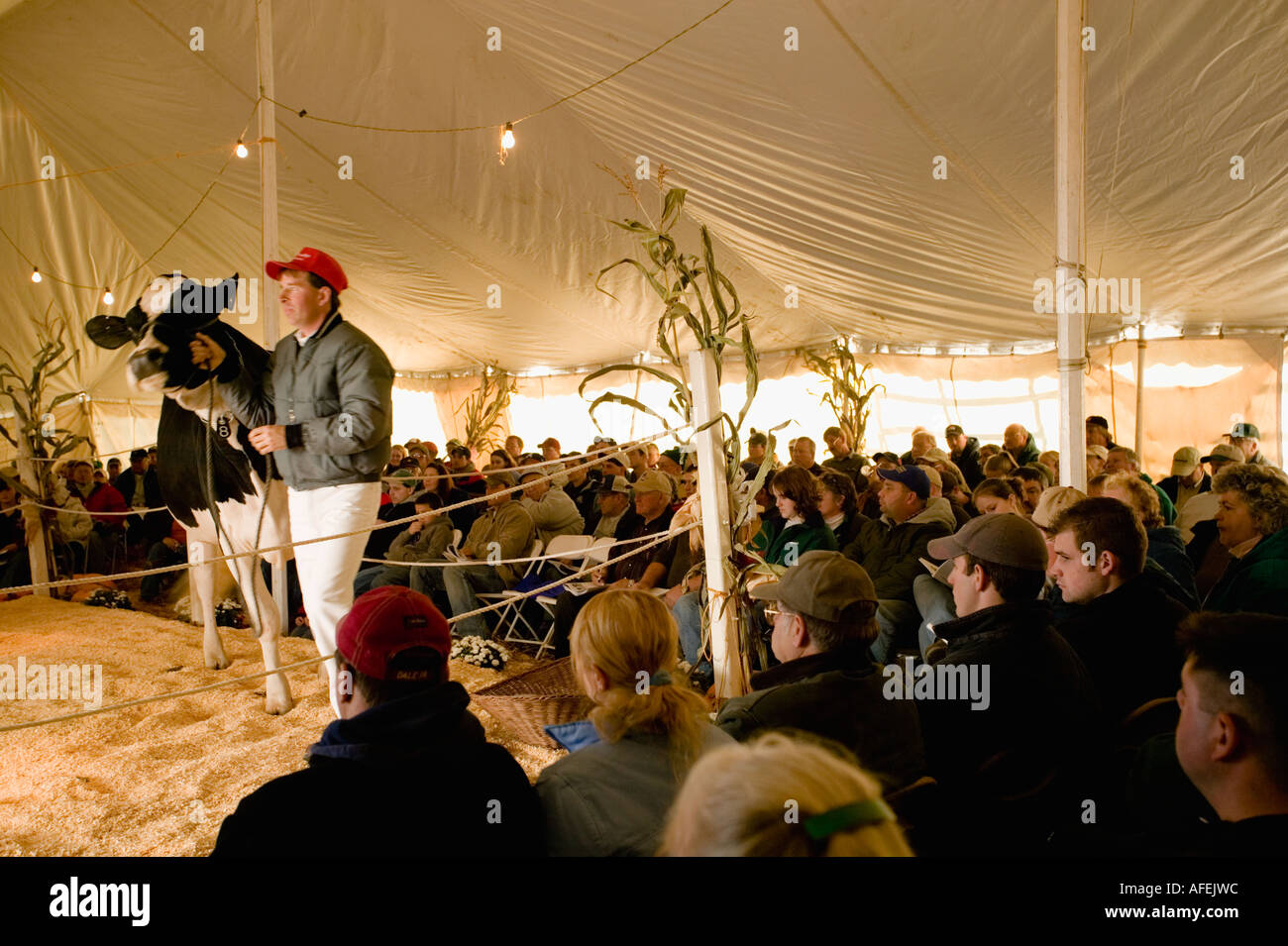 Cattle auction usa hi-res stock photography and images - Alamy